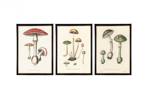 WP2399 / Mushroom Wall Art in Frame, 25cm | 66000 | Photo Frames ...
